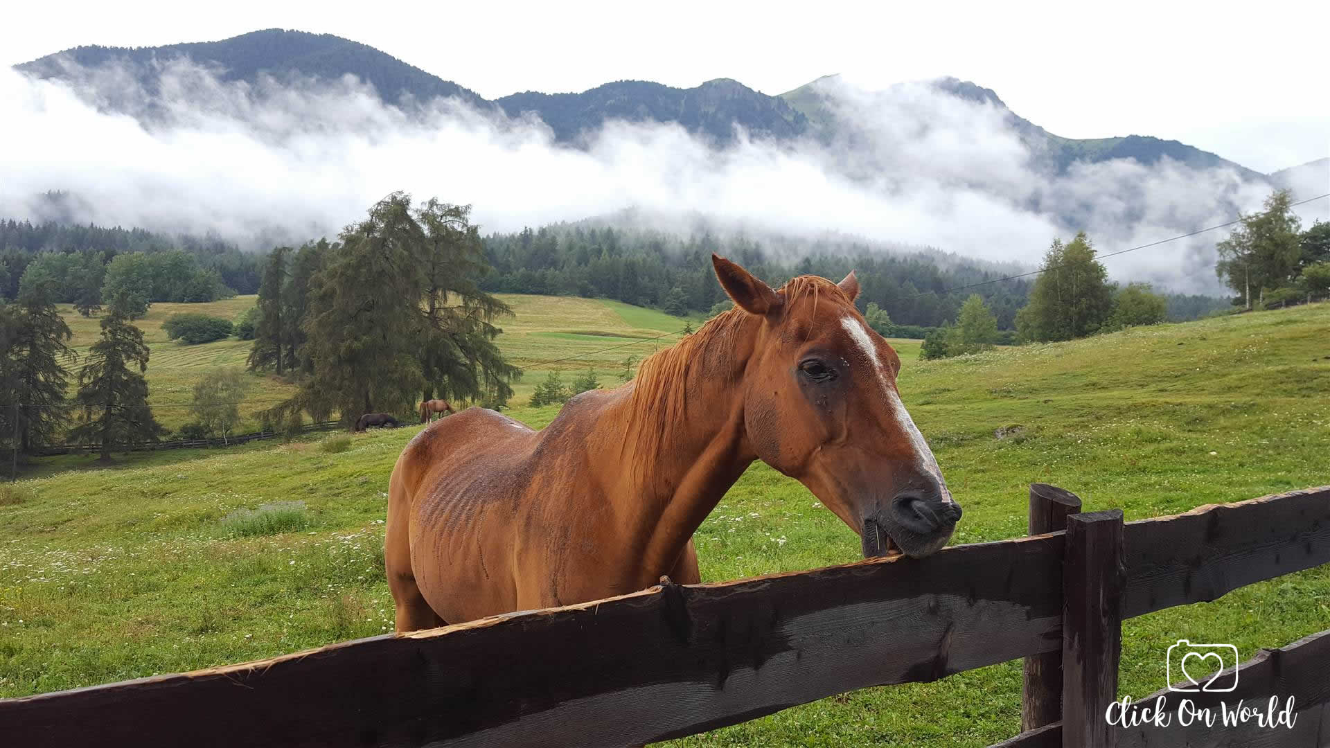 Cavallo | Click on World